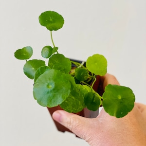 Hydrocotyle Vulgaris Copper Coin Plant, Chinese Coin Plant Marsh ...