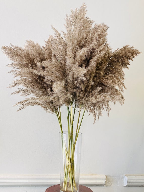 Extra Large Dried Fluffy Feather Reed Grass 24 Long Cane | Etsy