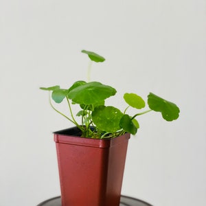 Hydrocotyle Vulgaris Copper Coin Plant, Chinese Coin Plant Marsh ...