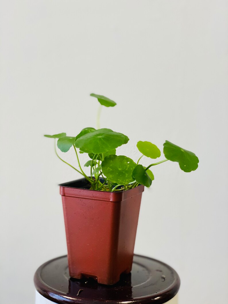 Hydrocotyle Vulgaris Copper Coin Plant Chinese Coin Plant - Etsy