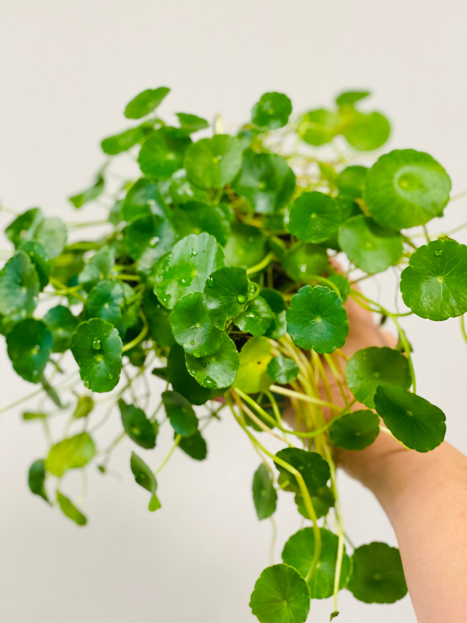 Hydrocotyle Vulgaris Copper Coin Plant Chinese Coin Plant - Etsy