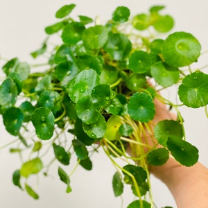 Hydrocotyle Vulgaris Copper Coin Plant, Chinese Coin Plant Marsh ...