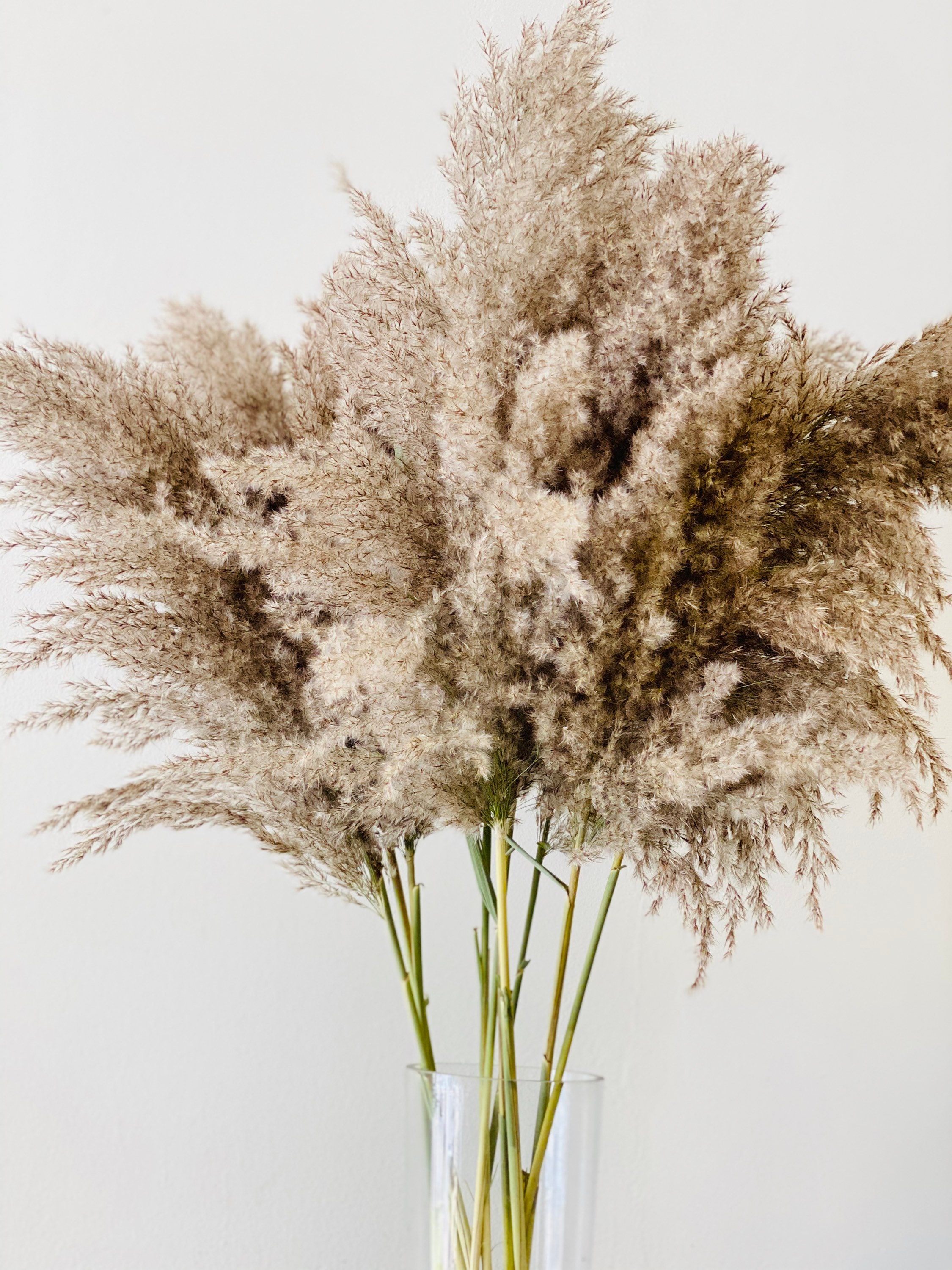 Extra Large Dried Fluffy Feather Reed Grass 24 Long Cane | Etsy