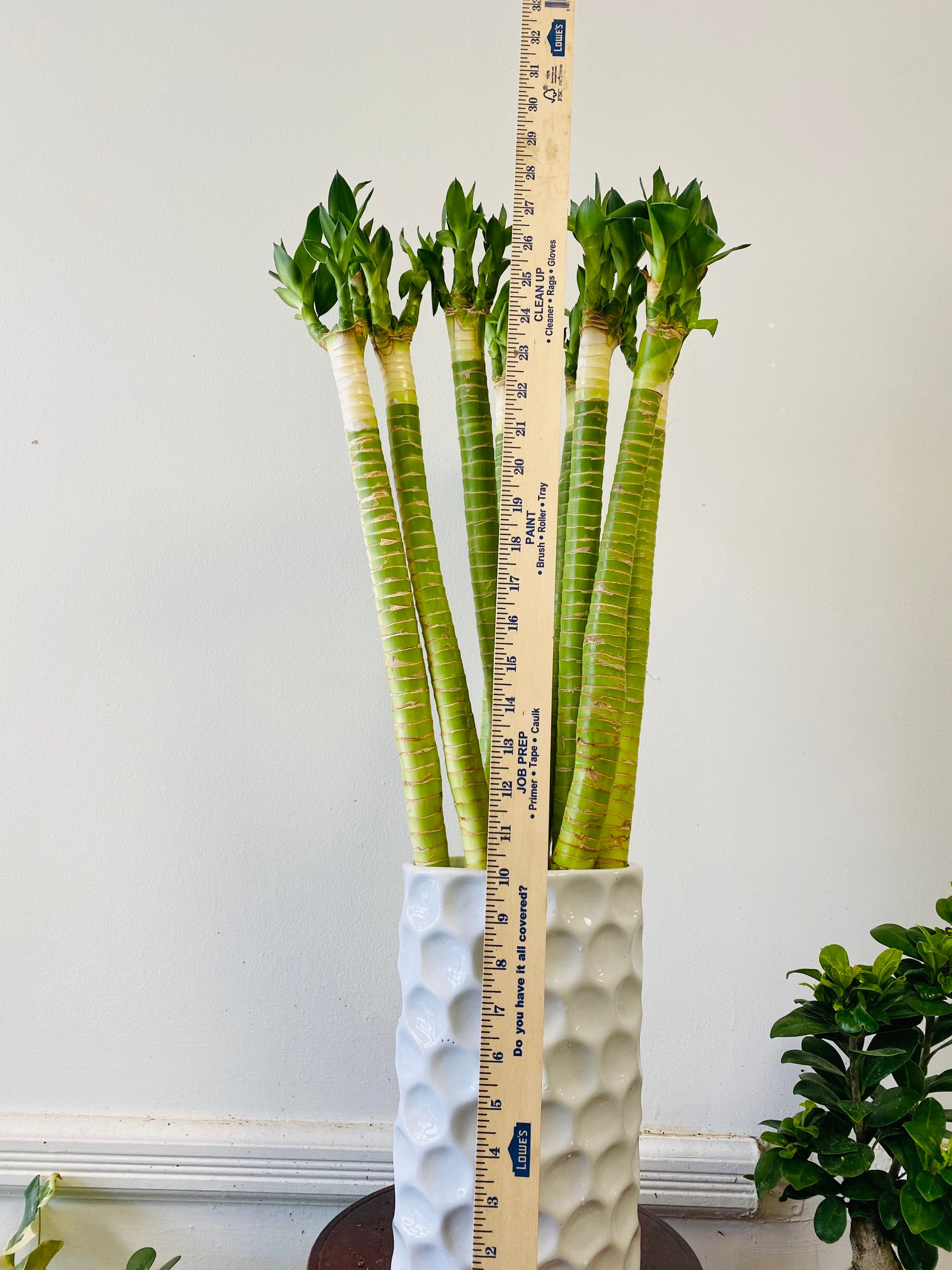 1 Stem of Lotus Lucky Bamboo With Roots Live Plant. 27 Tall . | Etsy