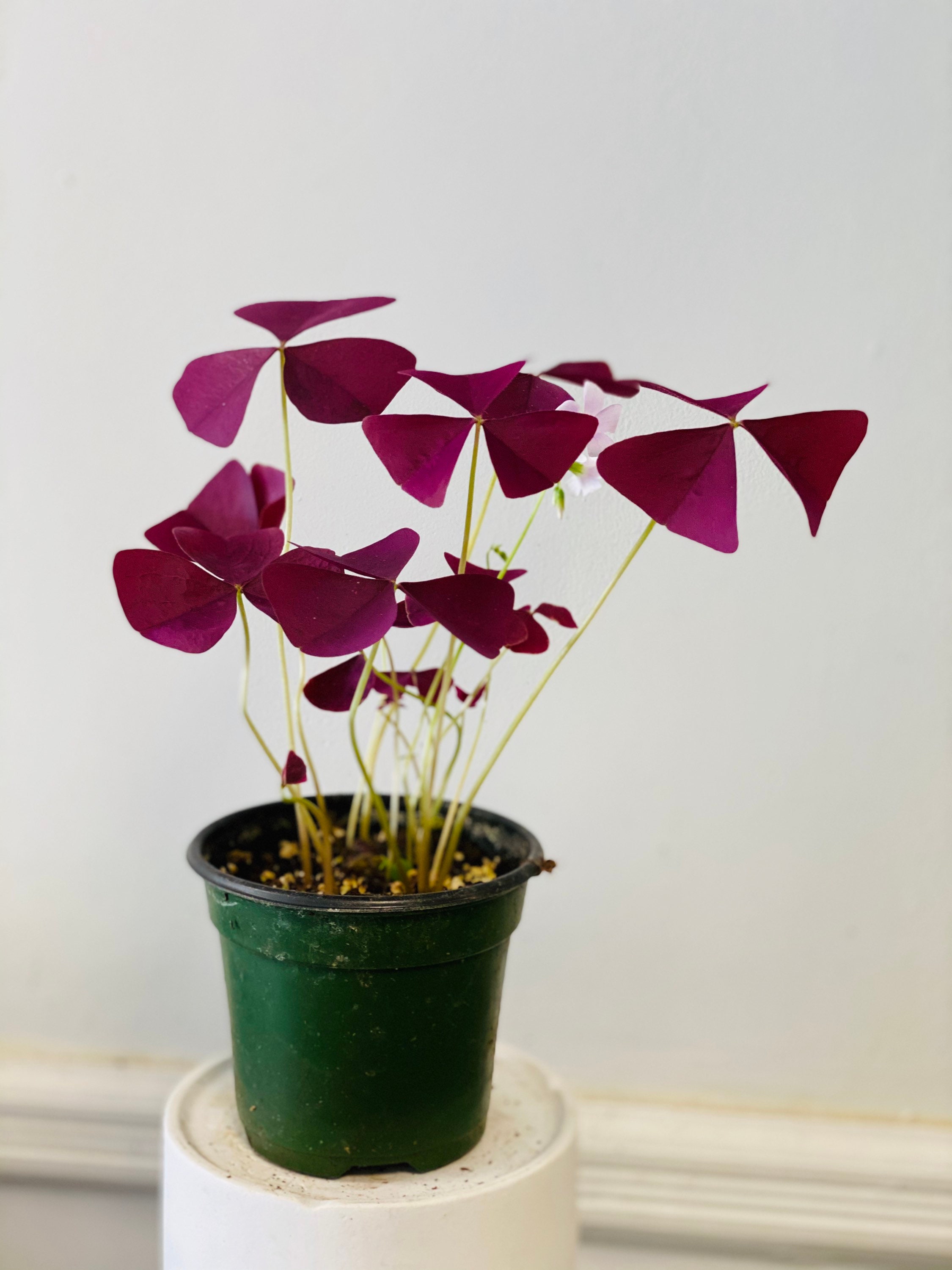 Oxalis Triangularis Purple Shamrock Perennials Easy to Grow - Etsy