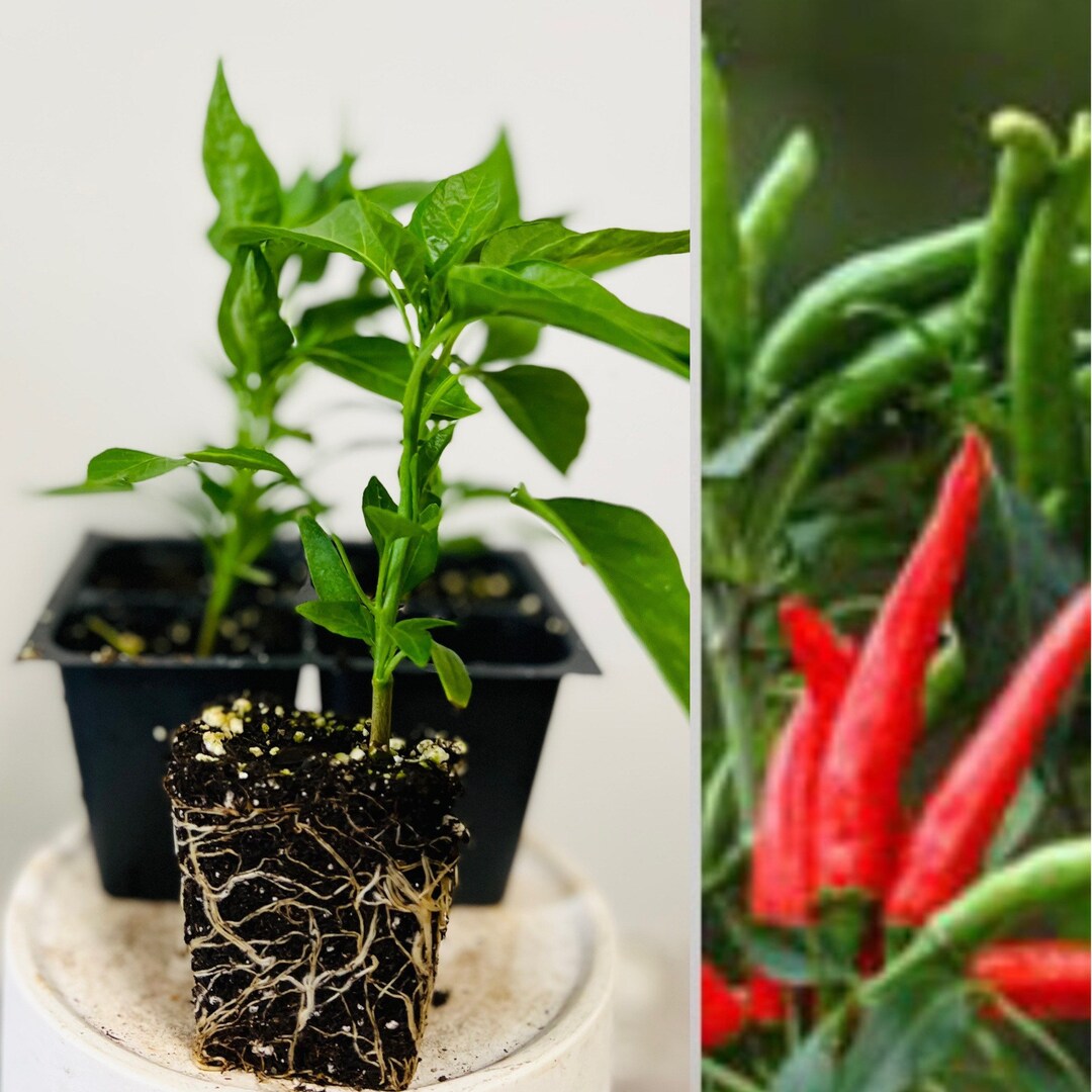 Well Rooted Sky Hot Spicy Pepper Plants 4” to 5” Tall in a Nursery Pot ...