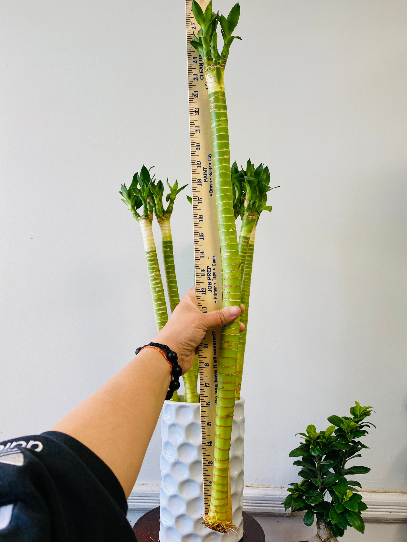 1 Stem of Lotus Lucky Bamboo With Roots Live Plant. 26 Tall . - Etsy