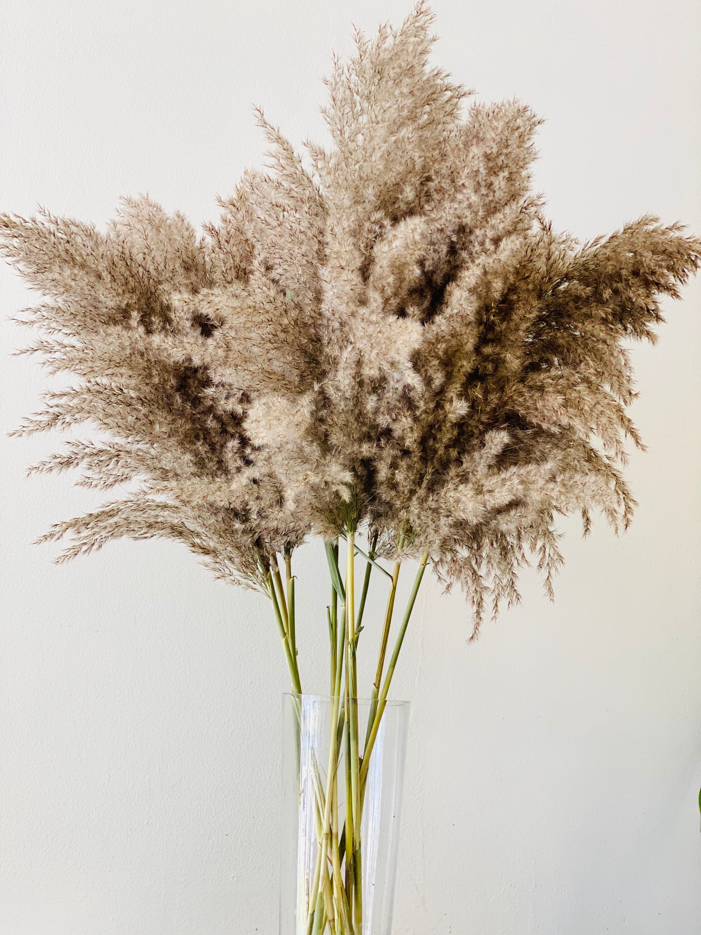 Extra Large Dried Fluffy Feather Reed Grass 24 Long Cane | Etsy
