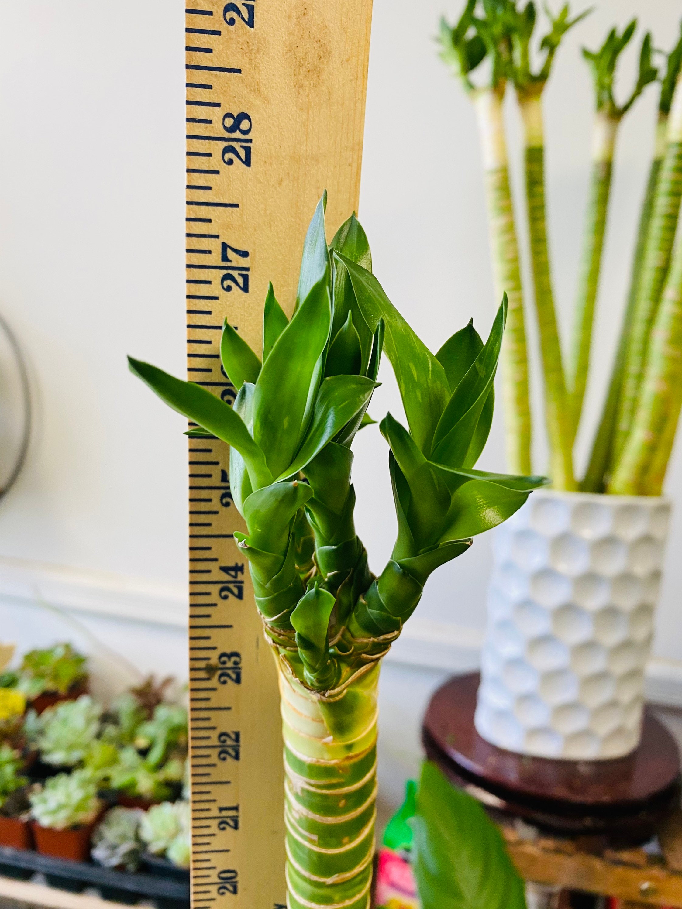 1 Stem of Lotus Lucky Bamboo With Roots Live Plant. 27 Tall . | Etsy