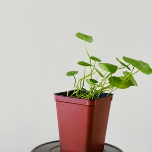 Hydrocotyle Vulgaris Copper Coin Plant, Chinese Coin Plant Marsh ...