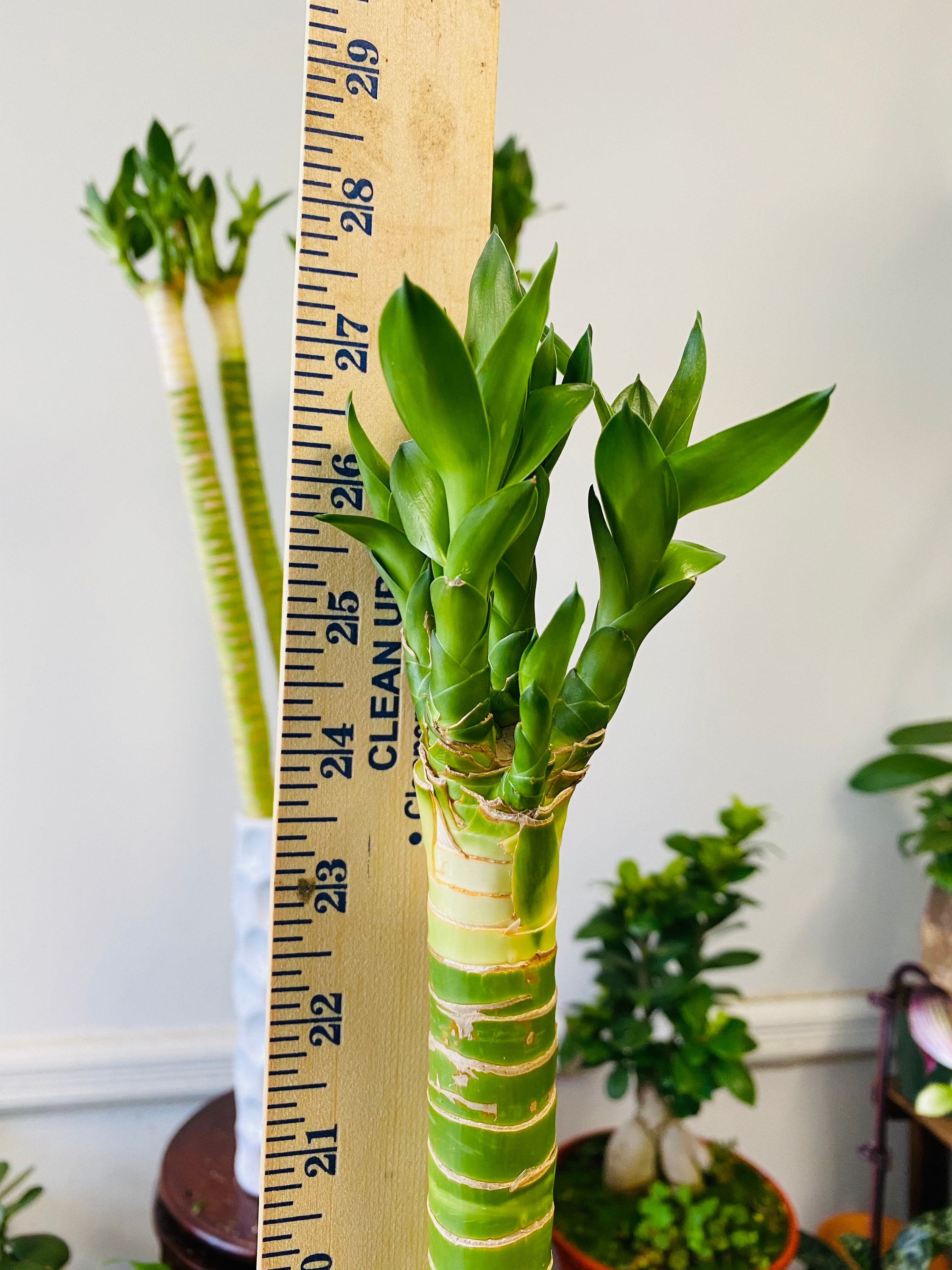 1 Stem of Lotus Lucky Bamboo With Roots Live Plant. 27 Tall . | Etsy