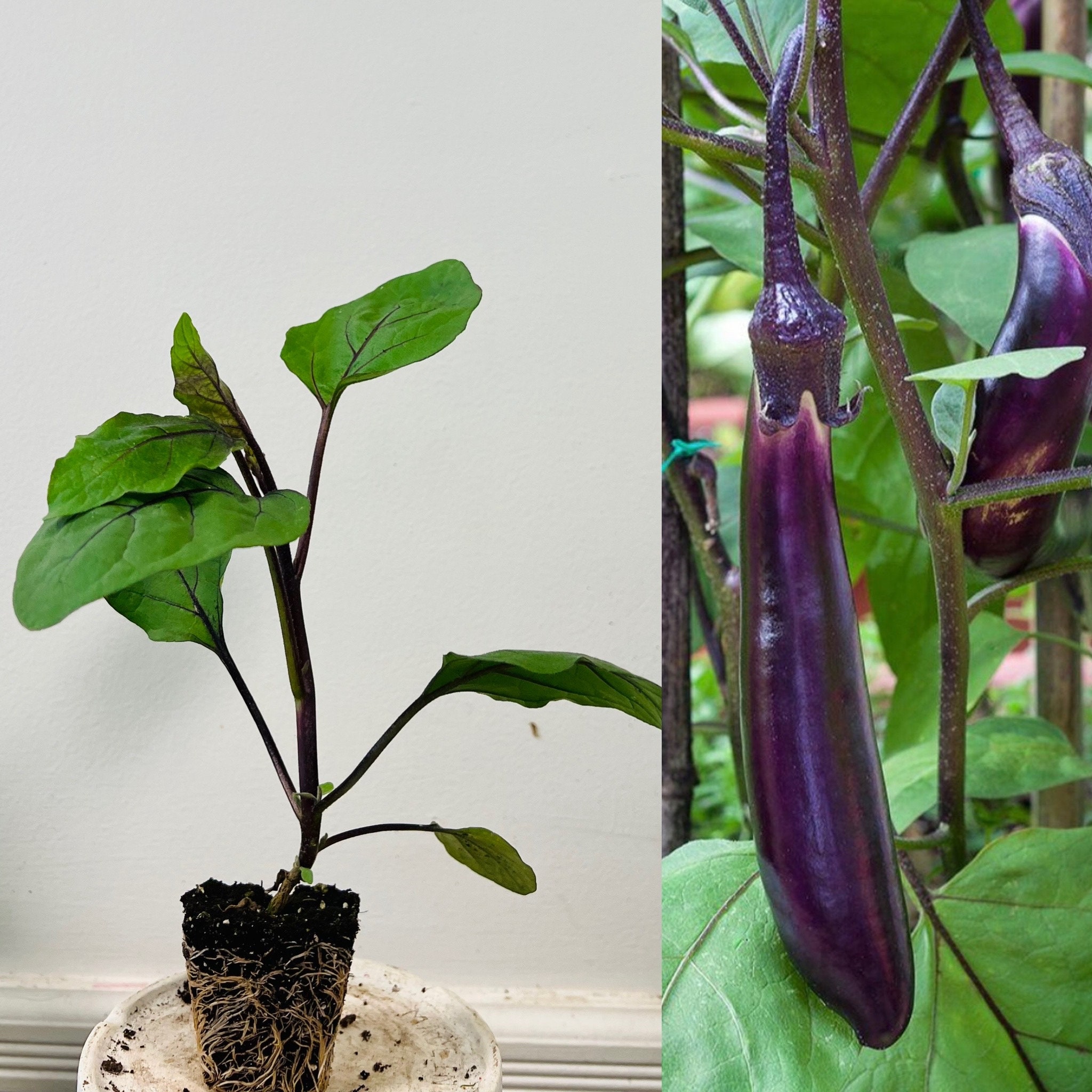 Japanese Eggplant Plant
