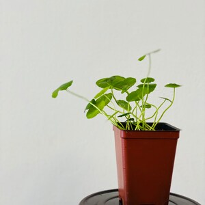 Hydrocotyle Vulgaris Copper Coin Plant, Chinese Coin Plant Marsh ...