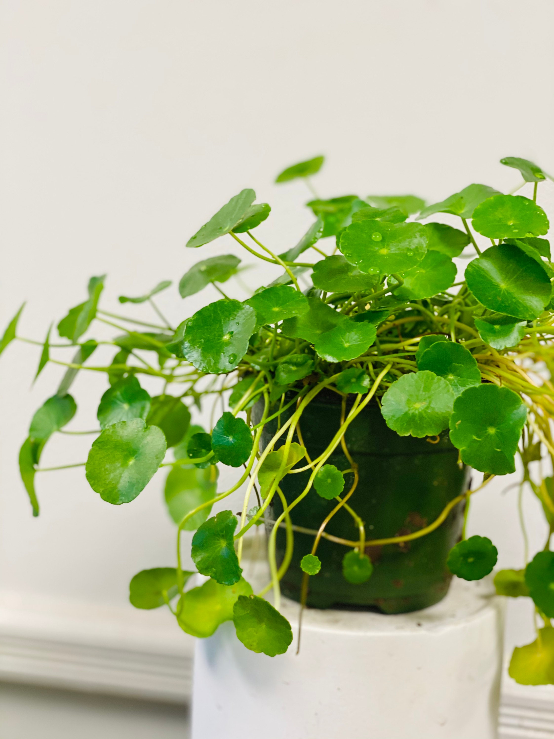 Hydrocotyle Vulgaris copper coin plant Chinese coin plant | Etsy