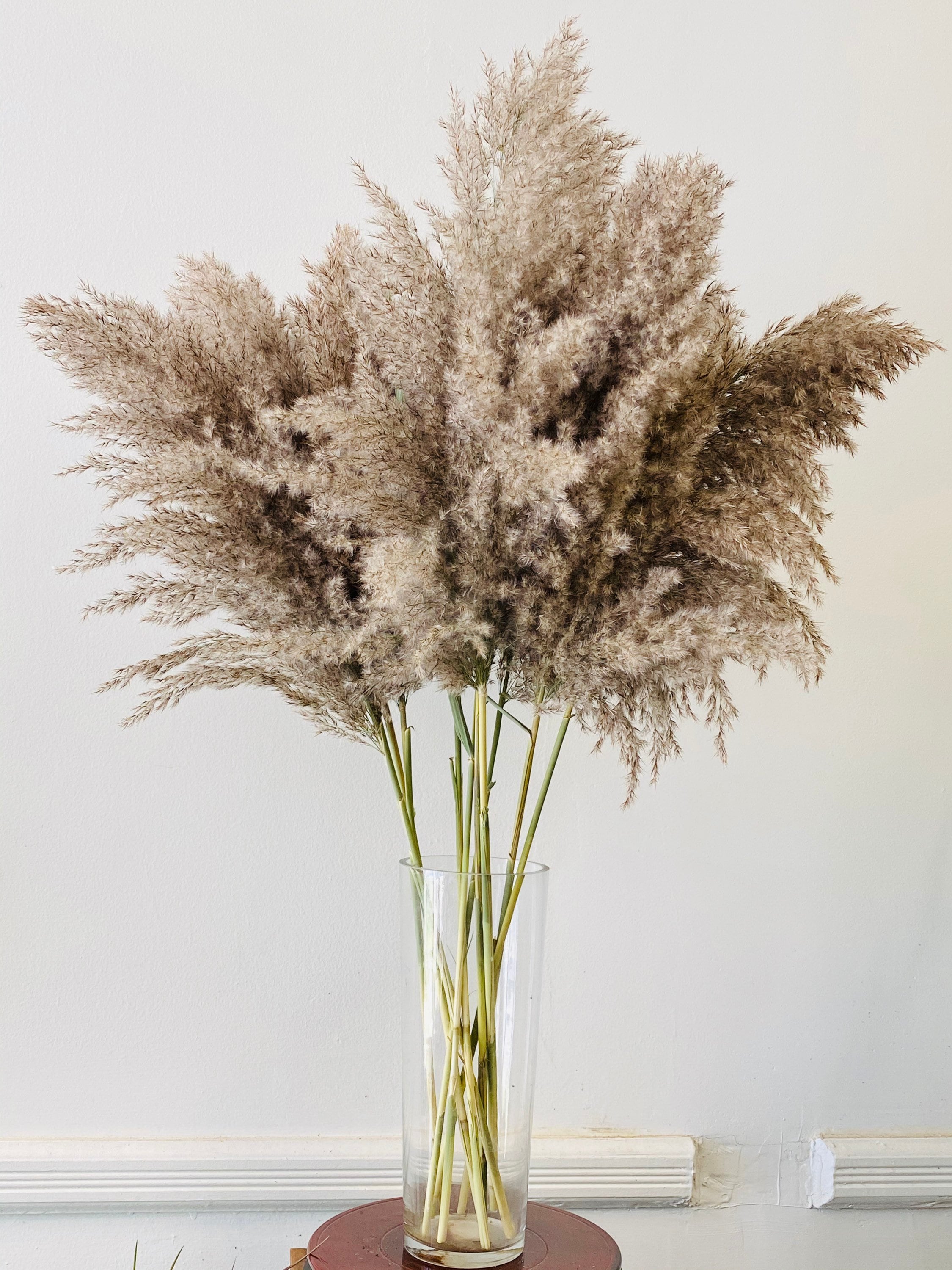 Extra Large Dried Fluffy Feather Reed Grass 24 Long Cane | Etsy