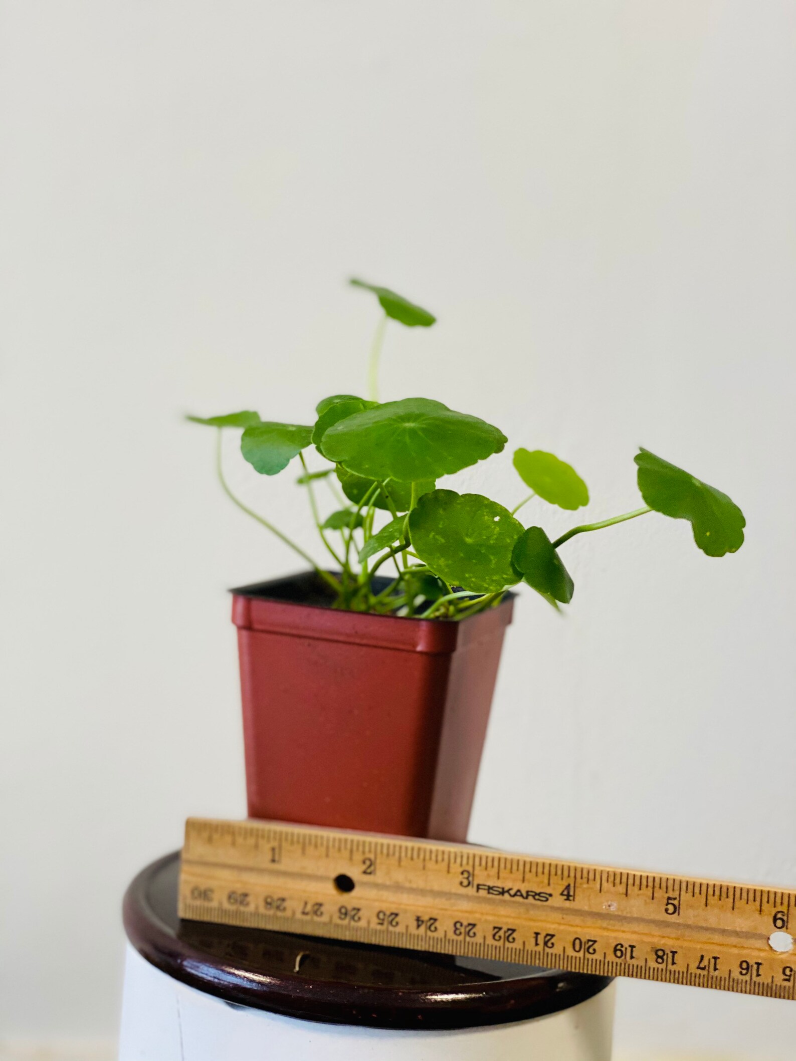 Hydrocotyle Vulgaris copper coin plant Chinese coin plant | Etsy