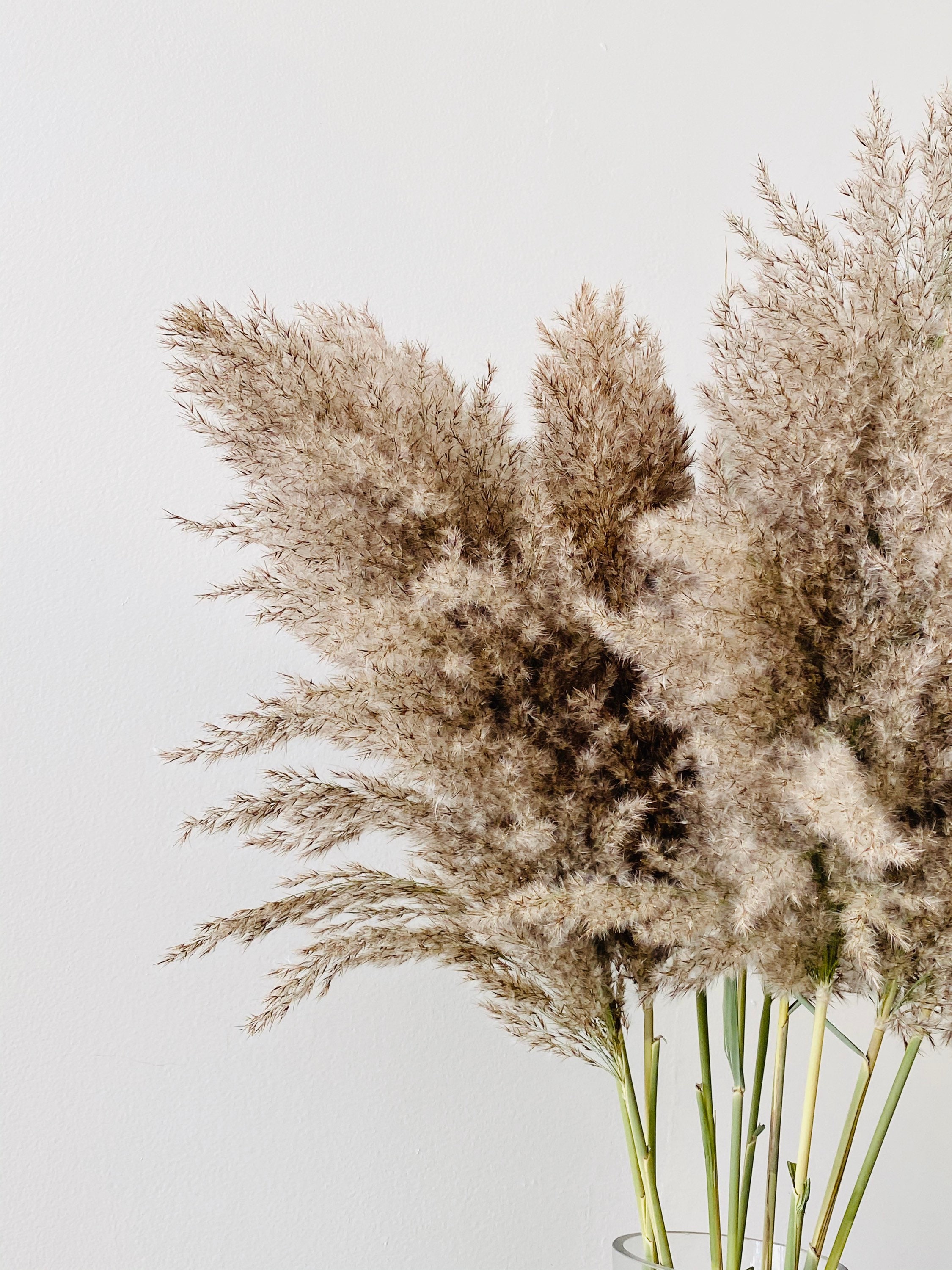 Extra Large Dried Fluffy Feather Reed Grass 24 Long Cane | Etsy