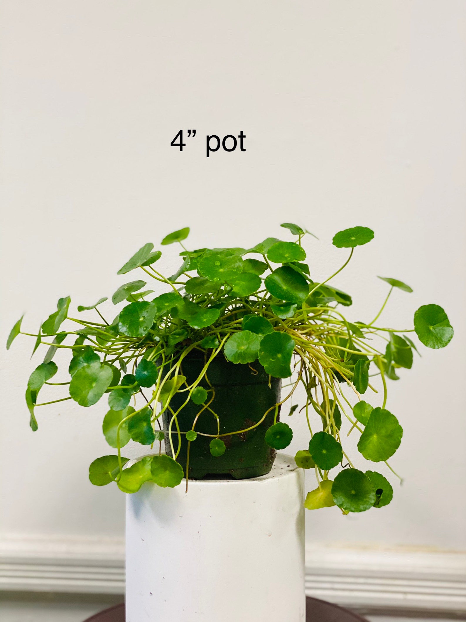 Hydrocotyle Vulgaris Copper Coin Plant Chinese Coin Plant - Etsy