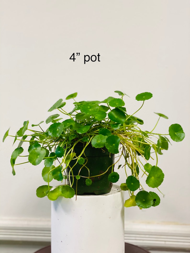 Hydrocotyle Vulgaris Copper Coin Plant Chinese Coin Plant - Etsy