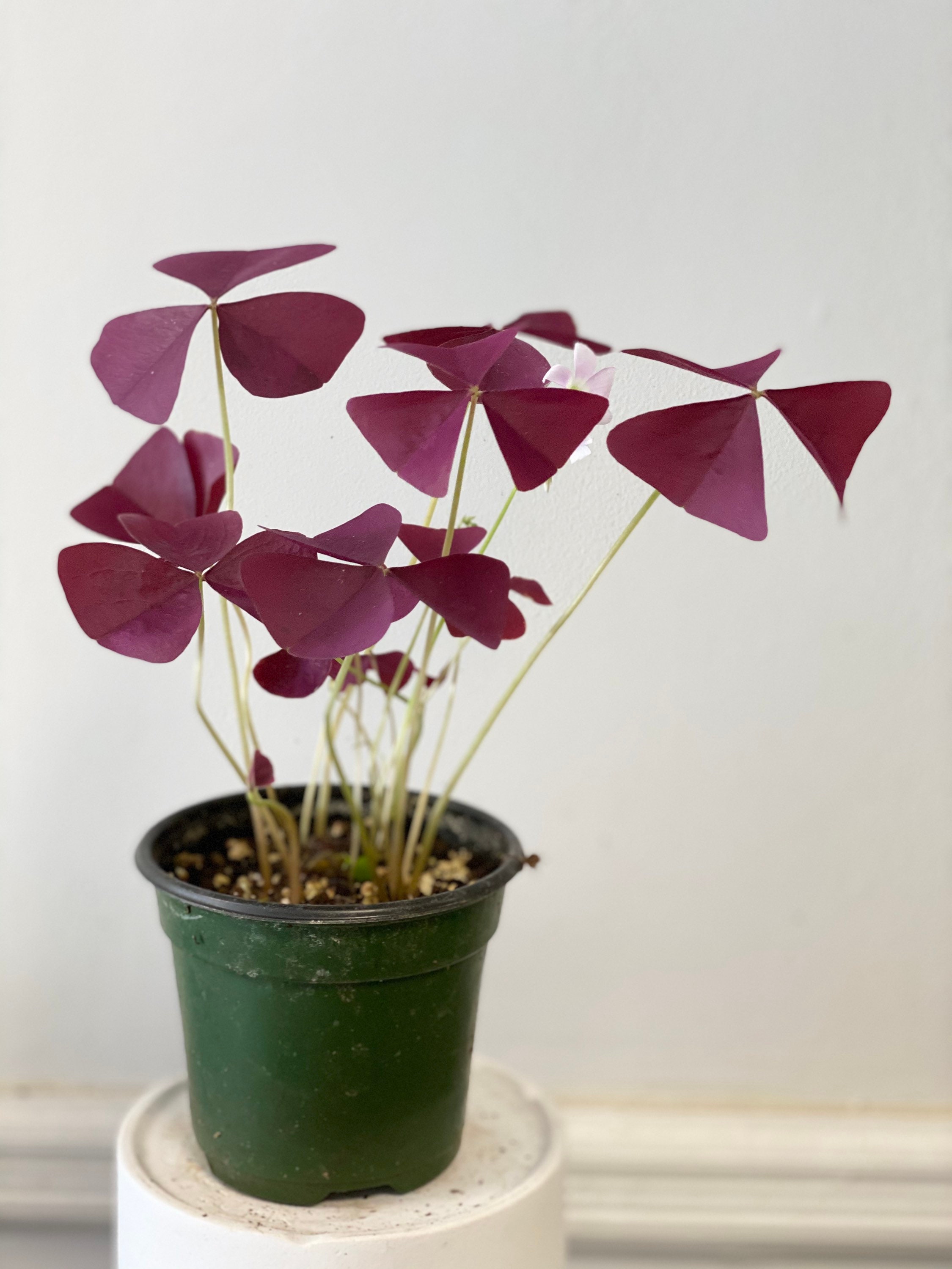 Oxalis Triangularis Purple Shamrock Perennials Easy to Grow - Etsy