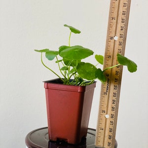 Hydrocotyle Vulgaris Copper Coin Plant, Chinese Coin Plant Marsh ...