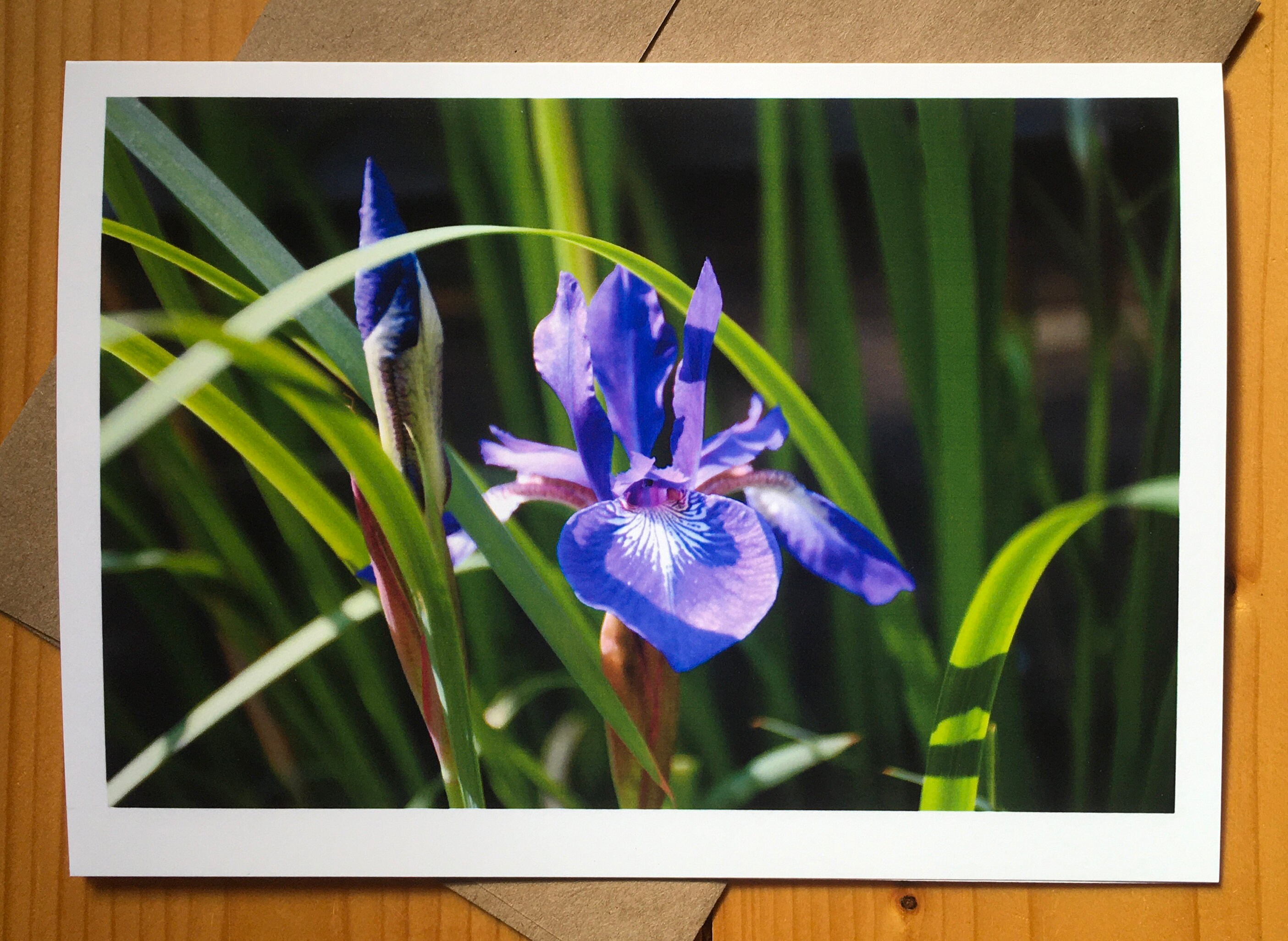 Blue Iris 5 X 7" Greeting Card - Etsy