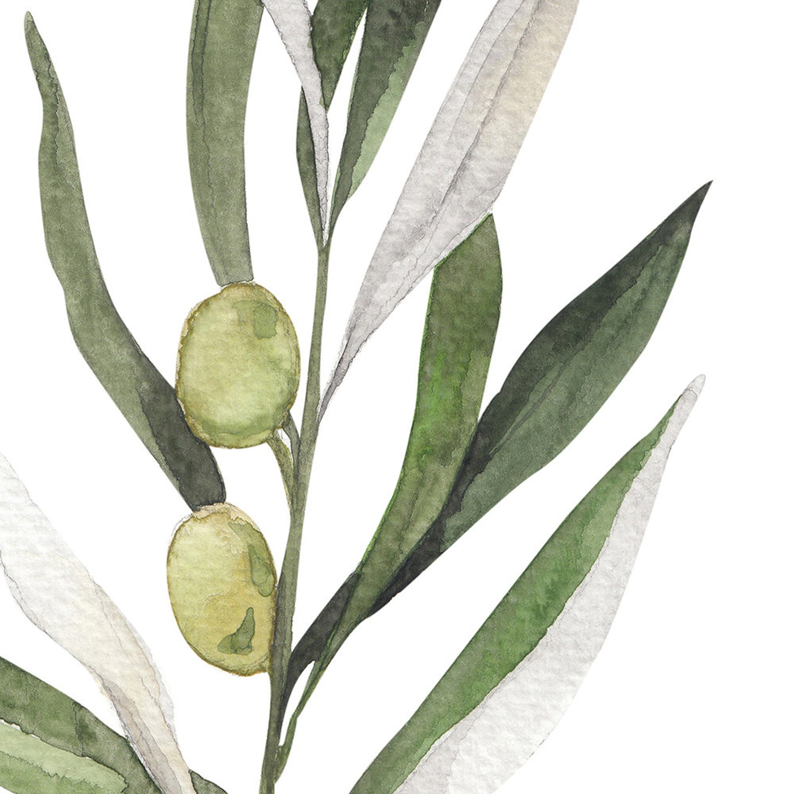 Olive Print Olive Branch Print Olive Watercolor Botanical | Etsy