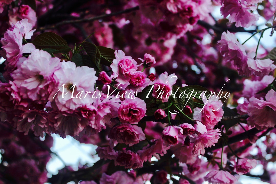 Magenta Cherry Tree, PRINTABLE Art, Digital Wall Art, Wall Decor ...