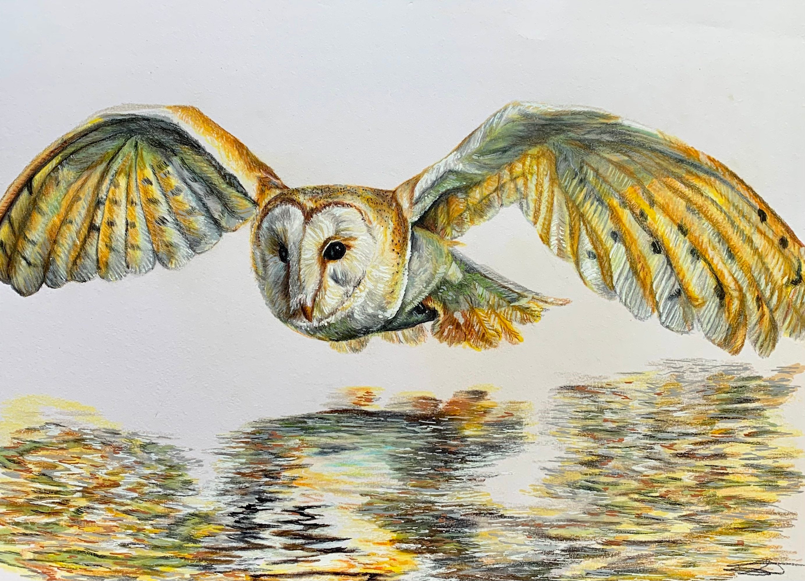 Swooping Barn Owl Above Water - Hand Drawn Art Artwork Drawing Picture ...