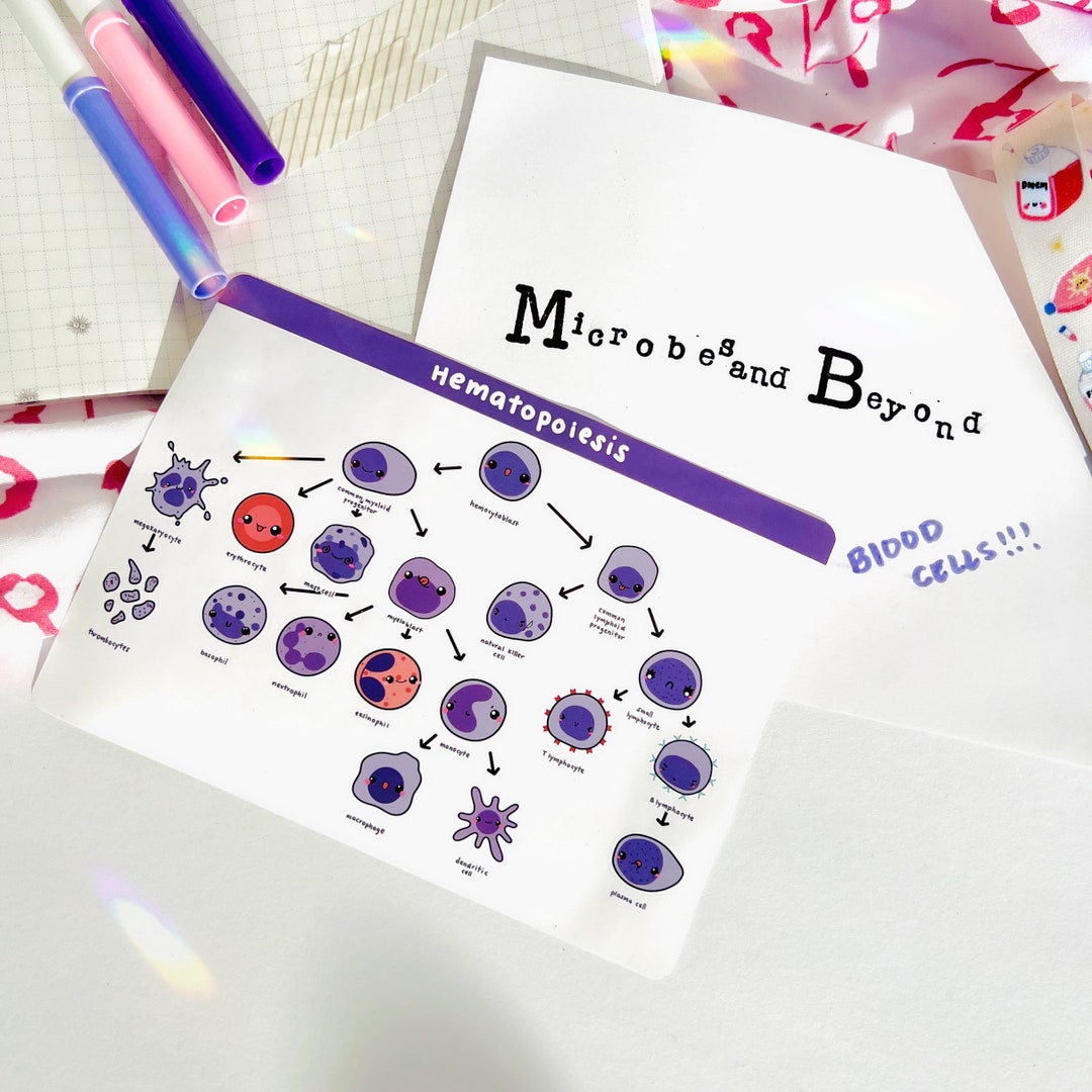 Cute Hematopoiesis Sticker Sheet ~ Blood Cells Immune Hematology ...