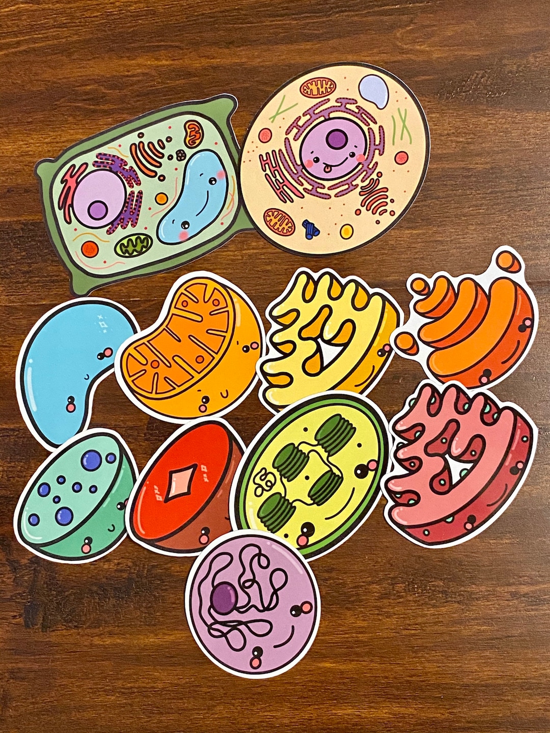 Cute Cells and Organelles Sticker Set - Etsy