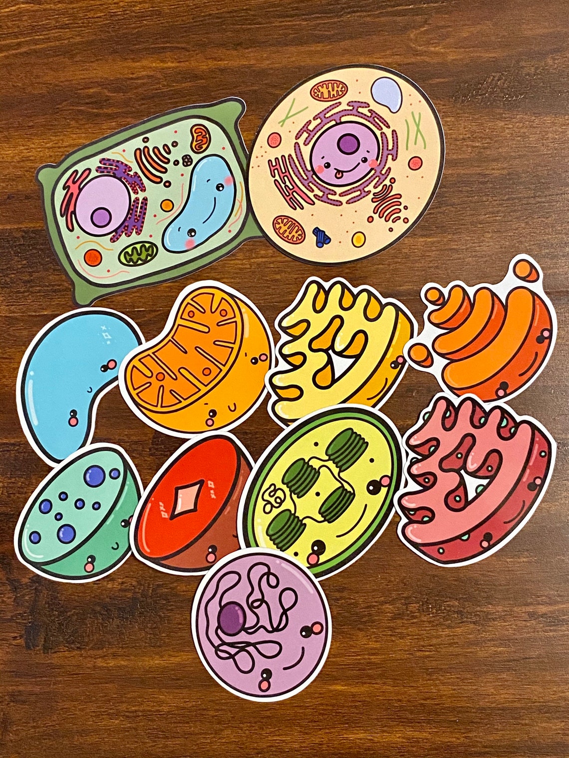 Cute Cells and Organelles Decorative Magnet Set - Etsy