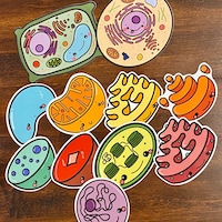 Bacteria Sticker - Etsy