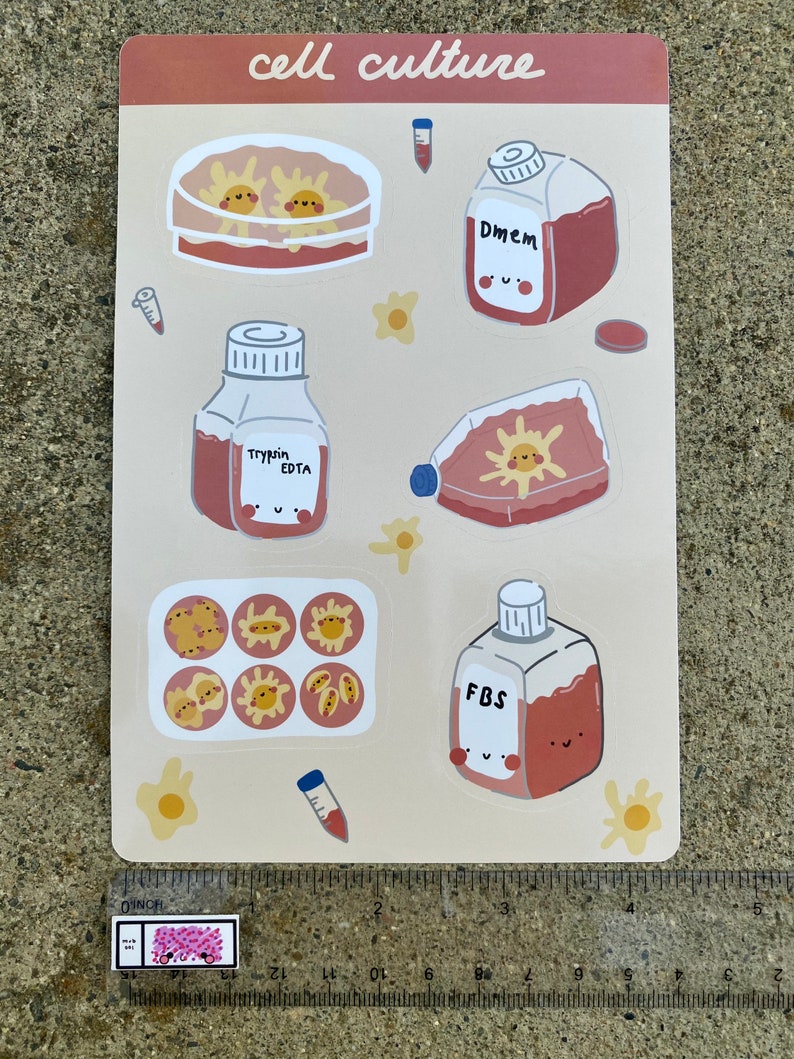 Cute Eukaryotic Cell Culture Sticker Sheet Kawaii Science | Etsy