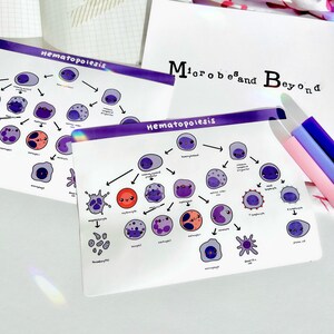 Cute Hematopoiesis Sticker Sheet ~ Blood Cells Immune Hematology ...