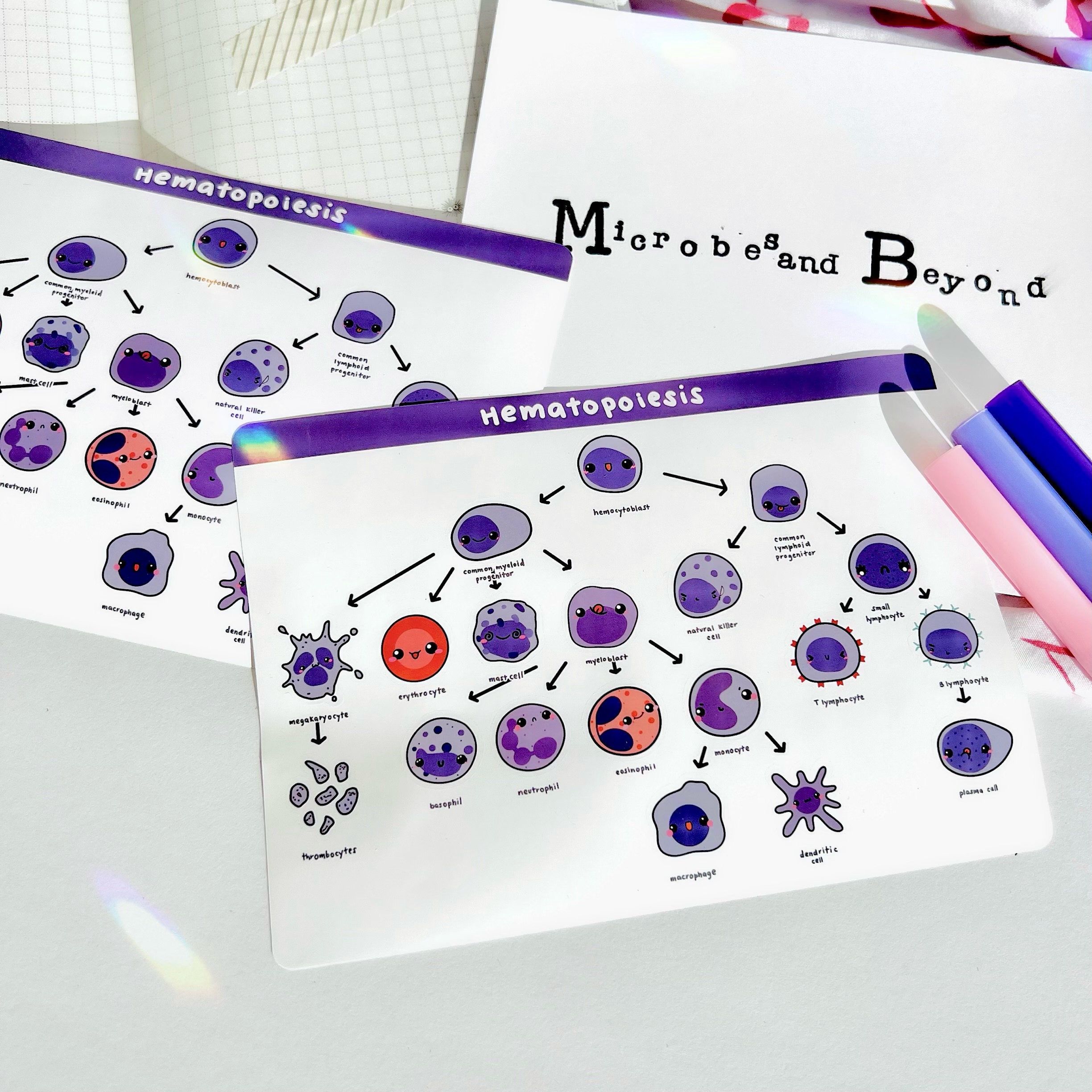Cute Hematopoiesis Sticker Sheet ~ Blood Cells Immune Hematology ...
