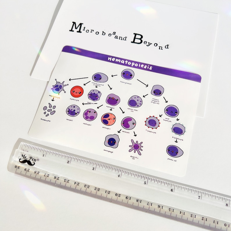 Cute Hematopoiesis Sticker Sheet Blood Cells Immune - Etsy