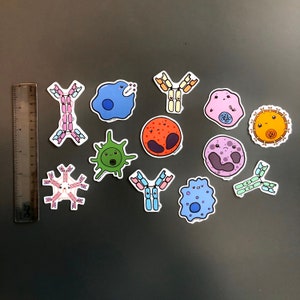 Cute Antibodies and Immune Cells Sticker Set - Etsy