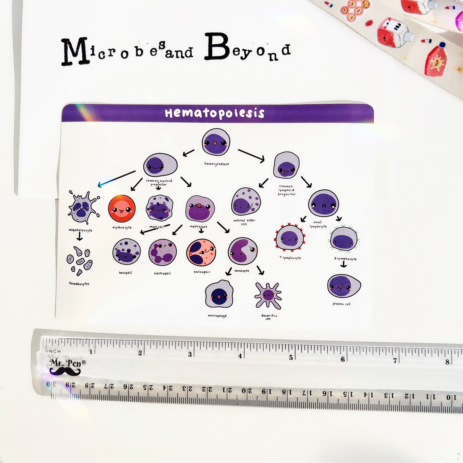 Cute Hematopoiesis Sticker Sheet Blood Cells Immune - Etsy