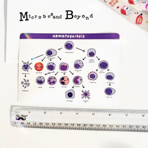 Cute Hematopoiesis Sticker Sheet ~ Blood Cells Immune Hematology ...