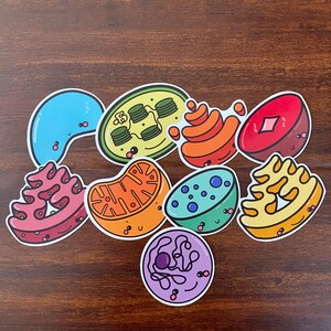 Cute Cells and Organelles Decorative Magnet Set - Etsy