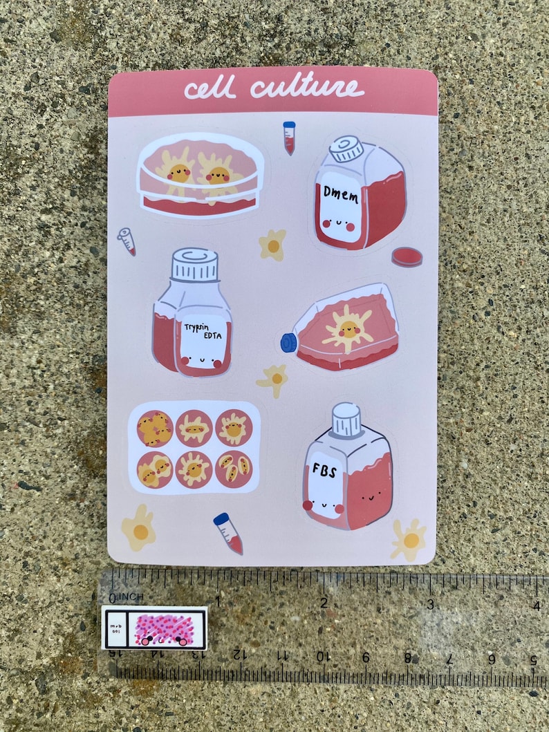 Cute Eukaryotic Cell Culture Sticker Sheet Kawaii Science - Etsy