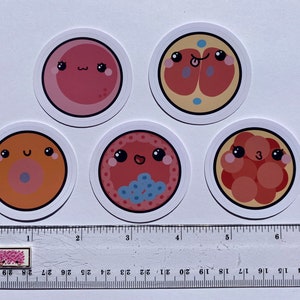 Cute IVF Fertility Sticker Set ~ Science Kawaii In-vitro Fertilization ...