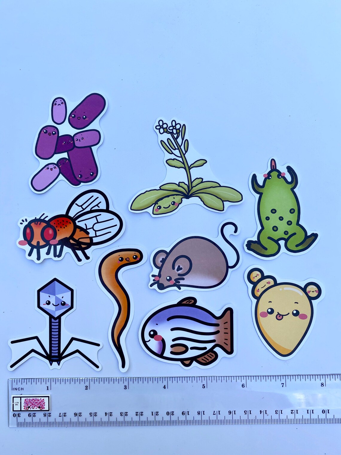 Cute Model Organism Die Cut Sticker Set | Etsy