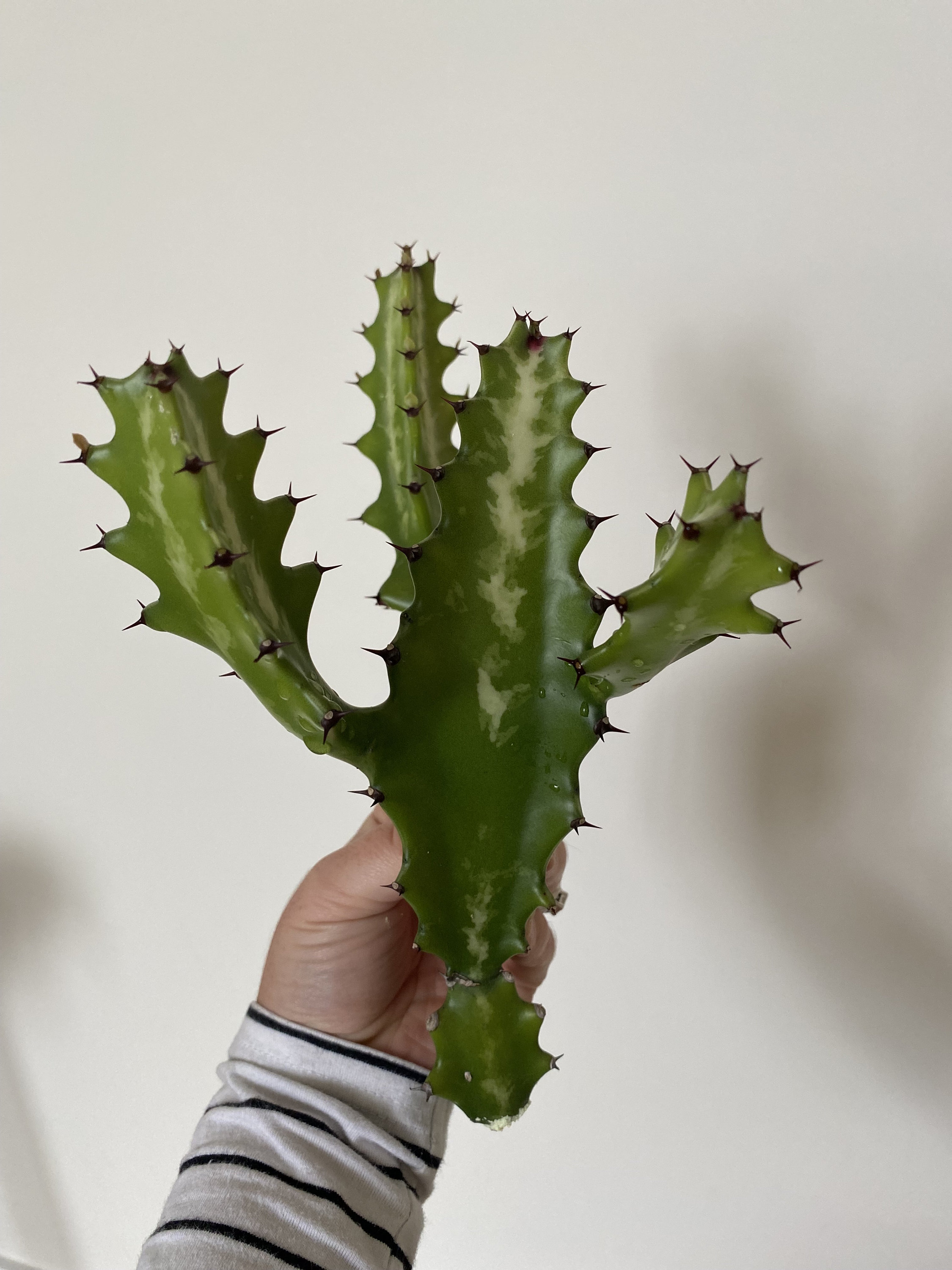 Euphorbia Lactea Cactus - Etsy Australia