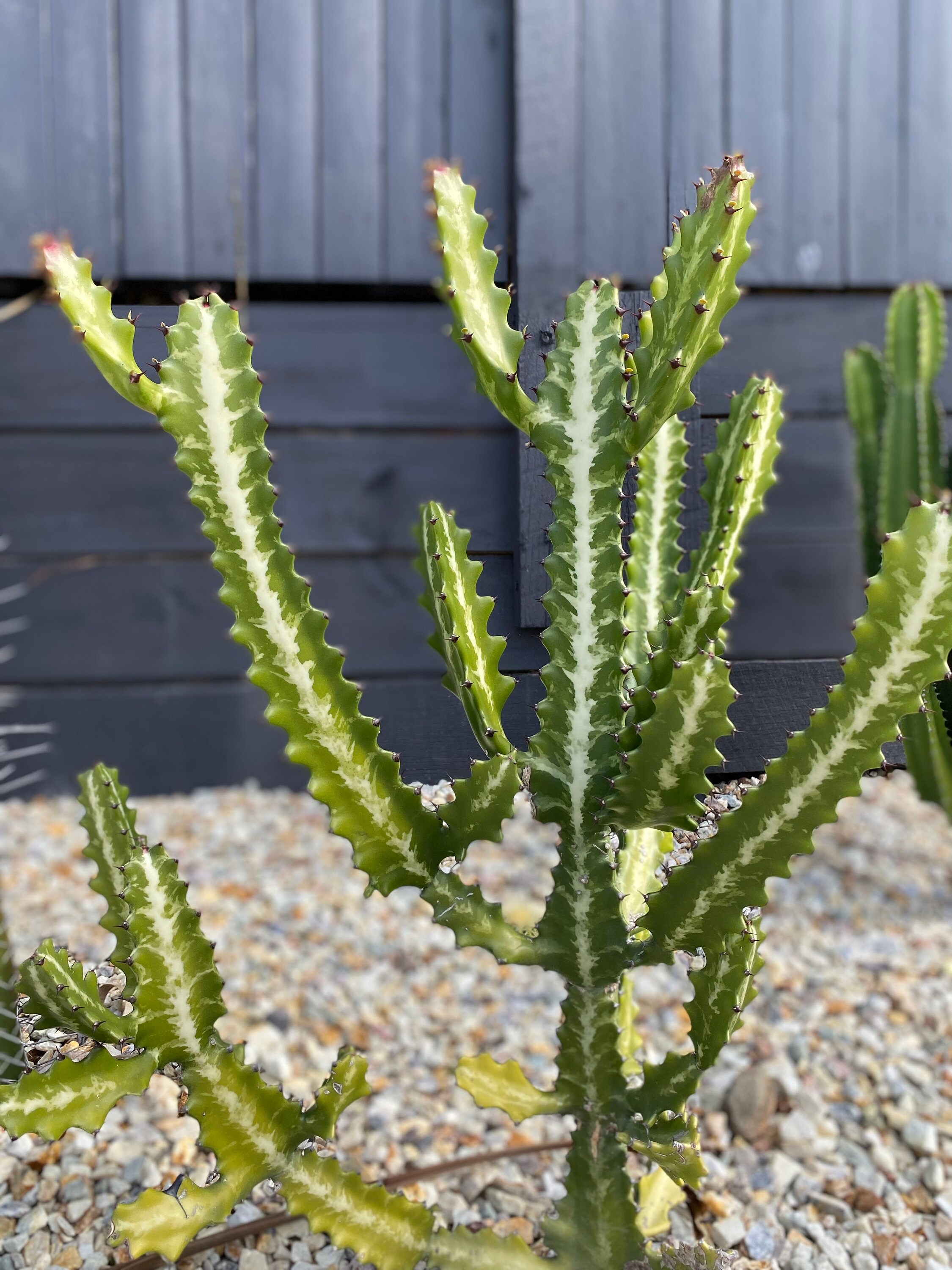 Euphorbia Lactea Cactus - Etsy Australia