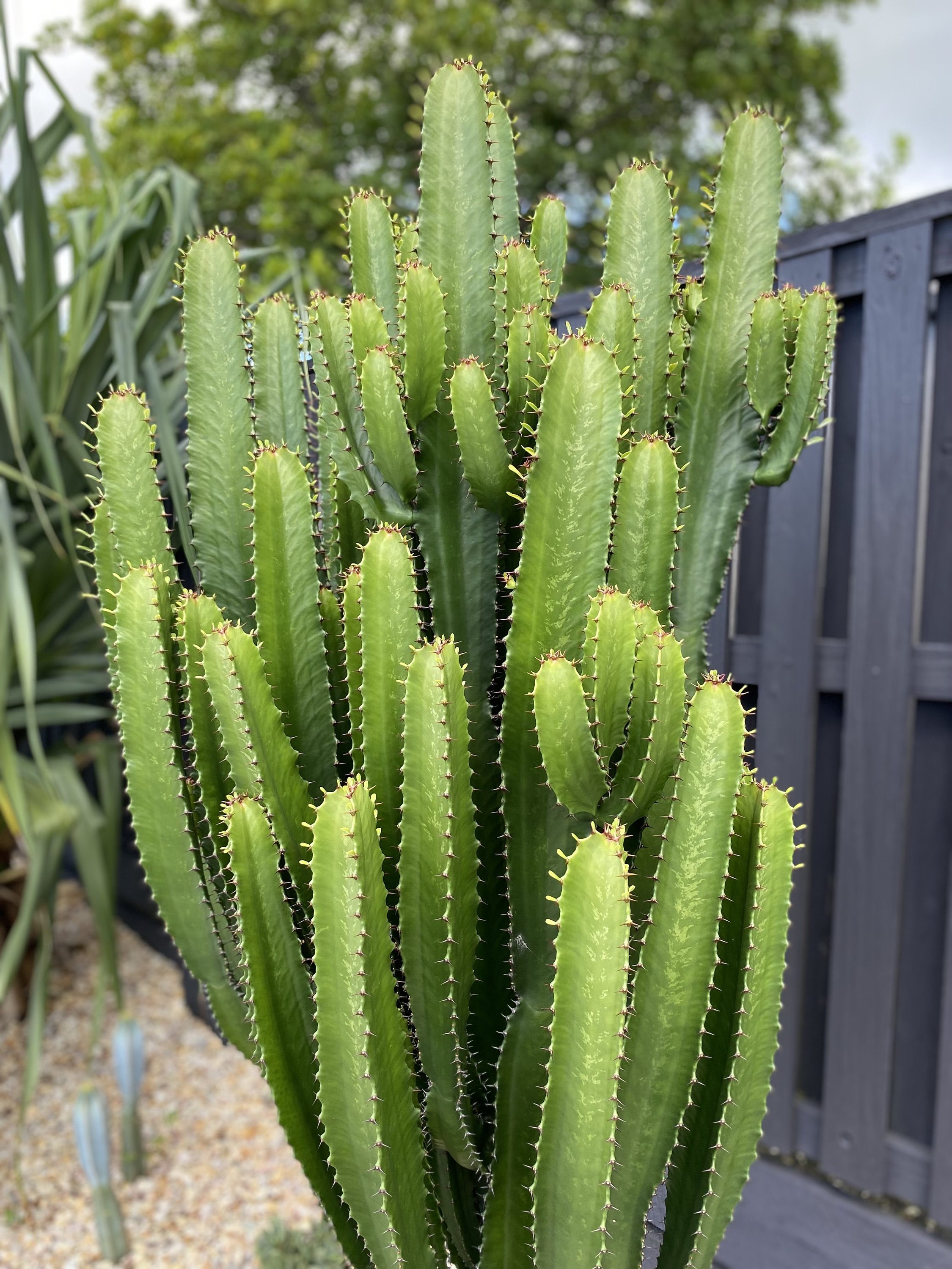 Euphorbia Acruensis Cowboy Cactus Cutting - Etsy Australia