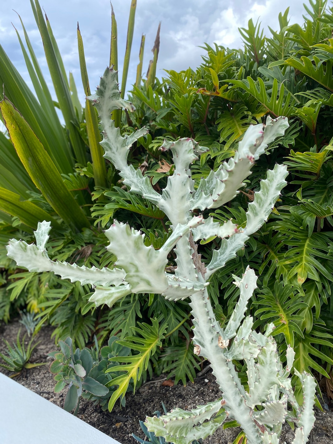 Ghost Cactus - Euphorbia Lactea Variegata - Etsy Australia