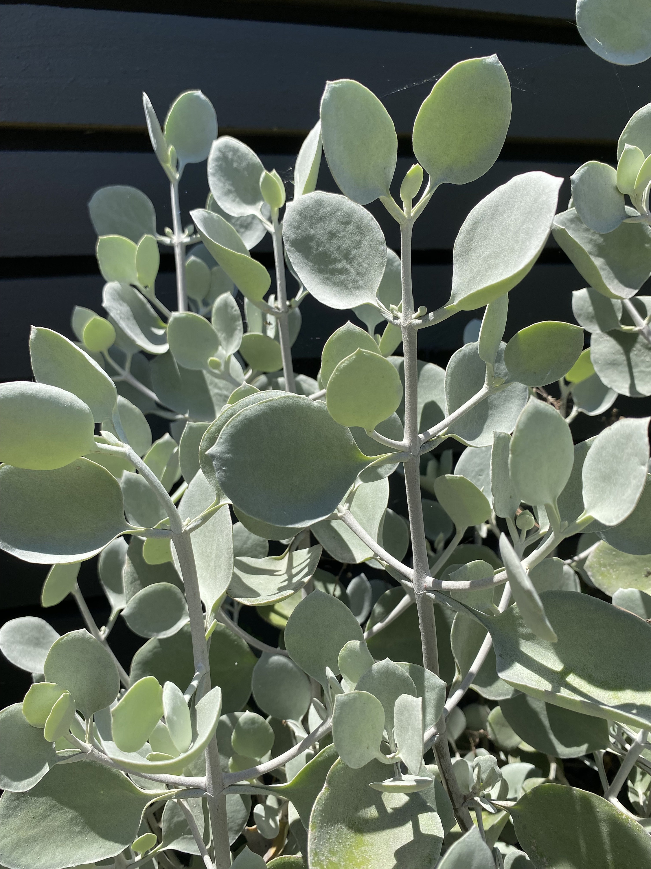 Kalanchoe Silver Spoons Succulent - Etsy Australia