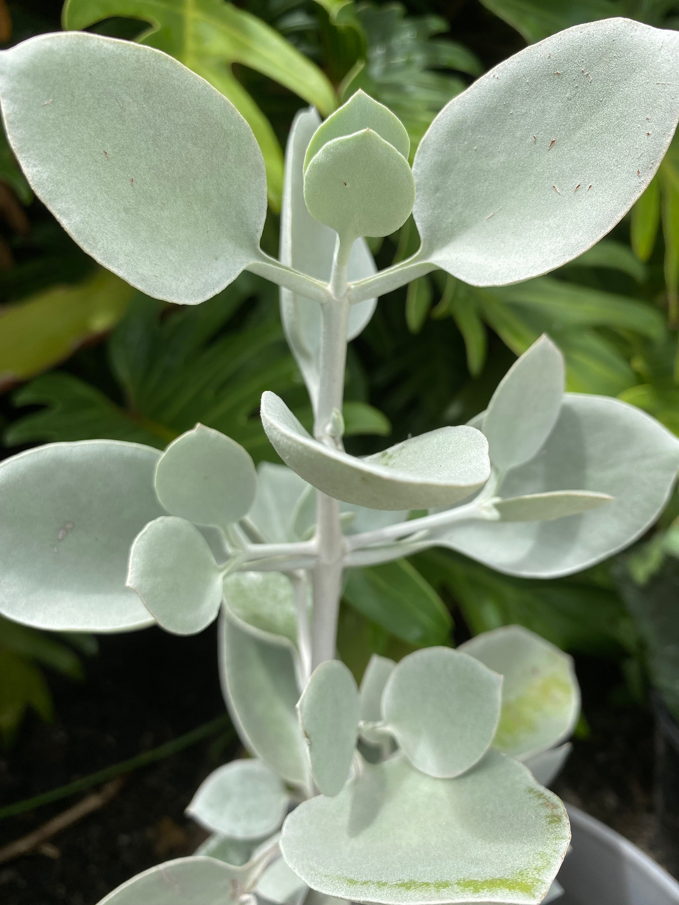 Kalanchoe Silver Spoons Succulent - Etsy Australia